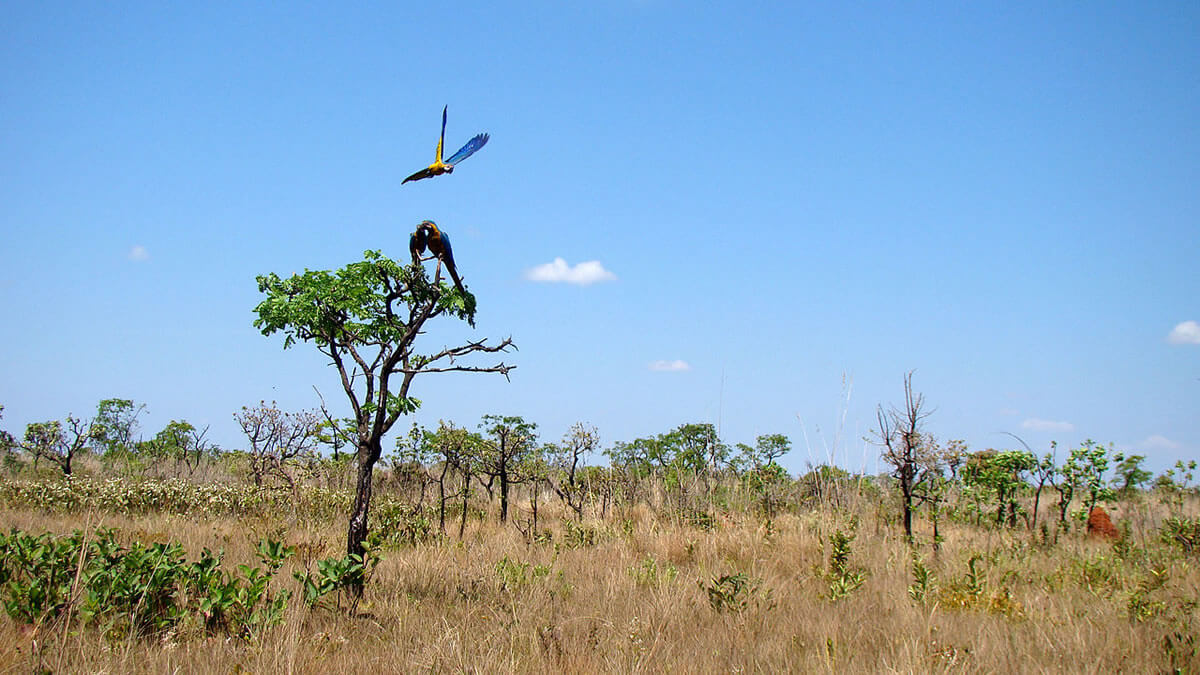Cerrado Protected Areas: Biodiversity Jewel of Brazil | LAC Geo