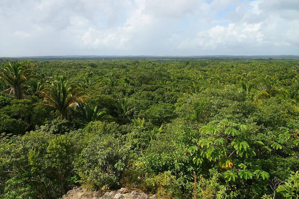 Exploring the Enchanting Beauty of the Belizean Pine Forests | LAC Geo