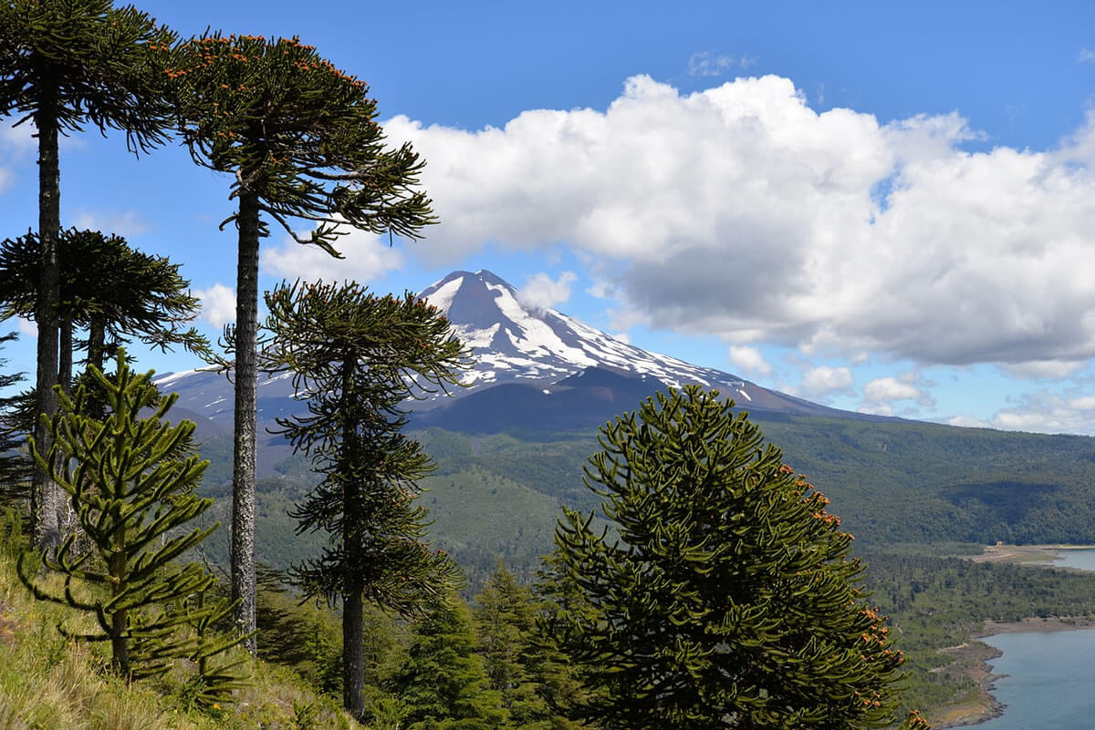 Conguillío National Park & Araucarias Biosphere Reserve: A Volcanic ...