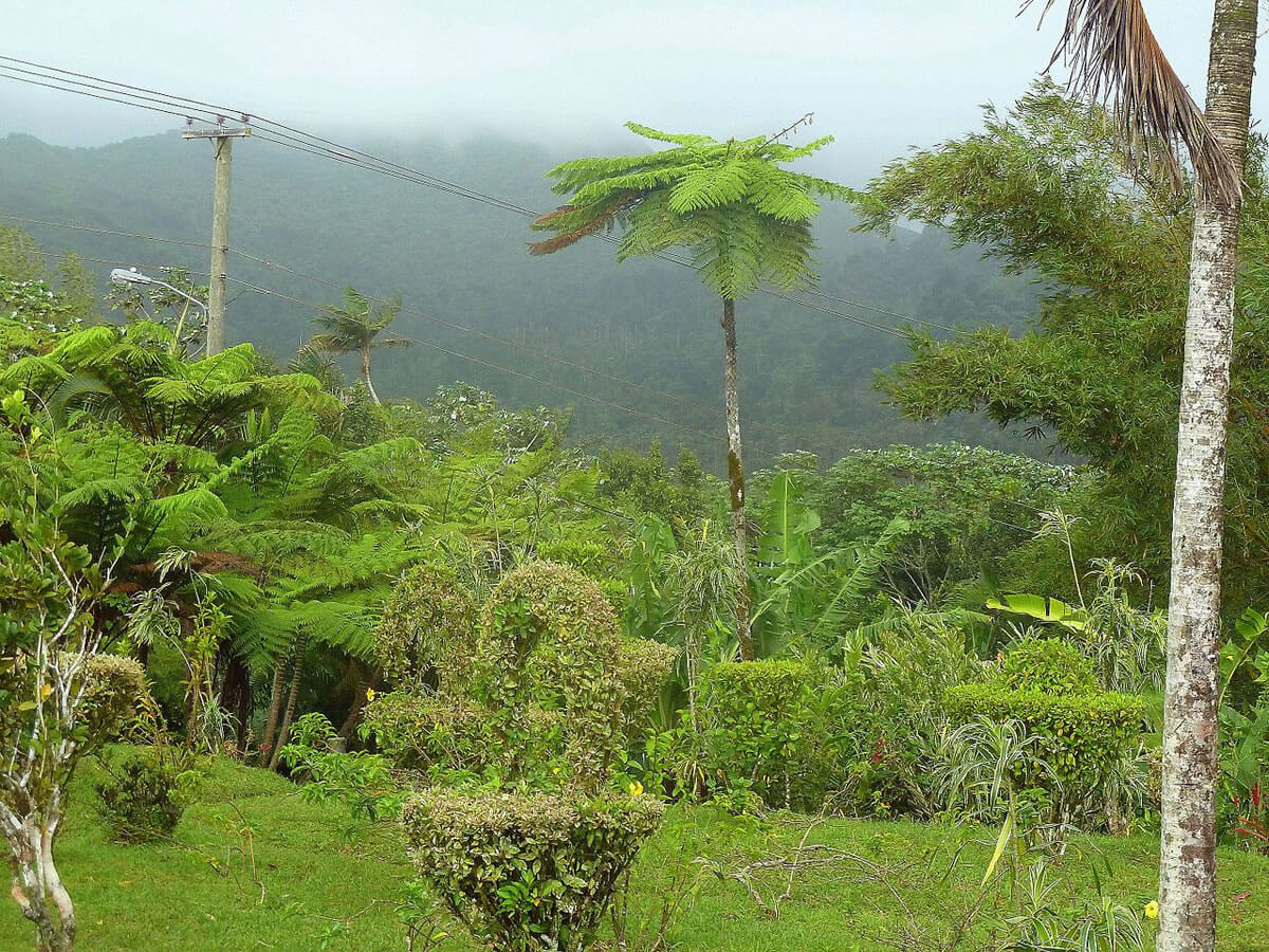 Grand Etang National Park: Grenada's Natural Sanctuary | LAC Geo