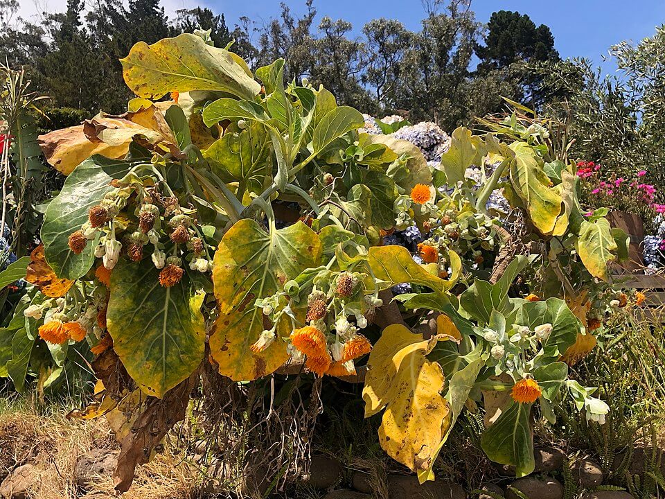 Juan Fernández Archipelago: Nature & Legend in the South Pacific | LAC Geo
