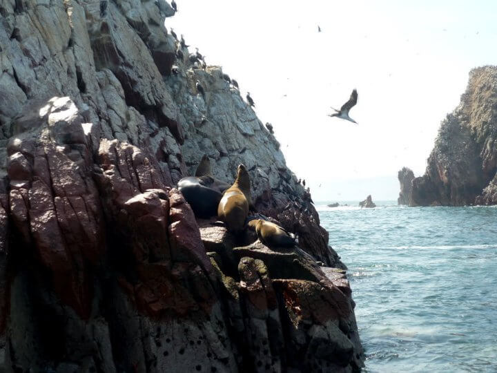 The Guano Reserve System: A Haven Along Peru's Coast | LAC Geo