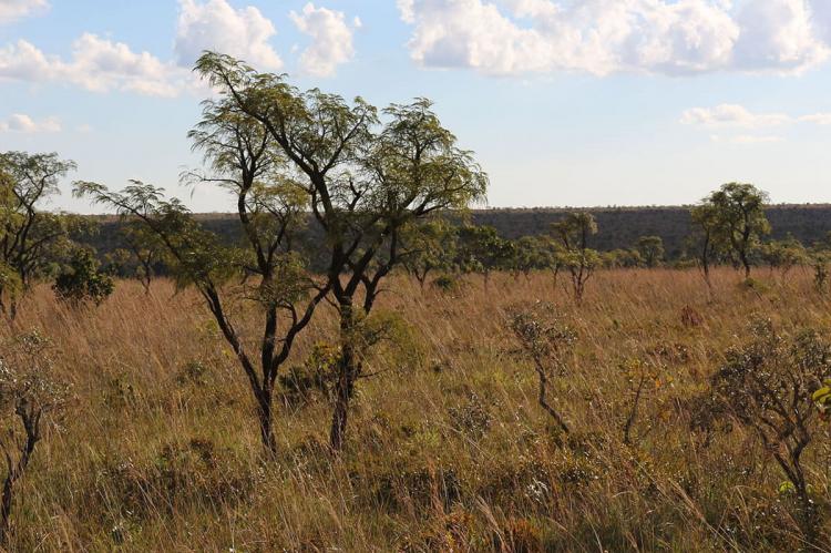 Cerrado Protected Areas: Biodiversity Jewel of Brazil | LAC Geo