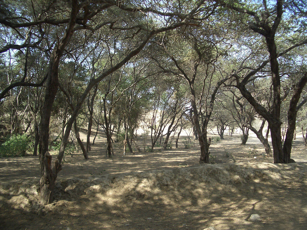 The Tumbes-Piura Dry Forests: A Biodiversity Hotspot | LAC Geo